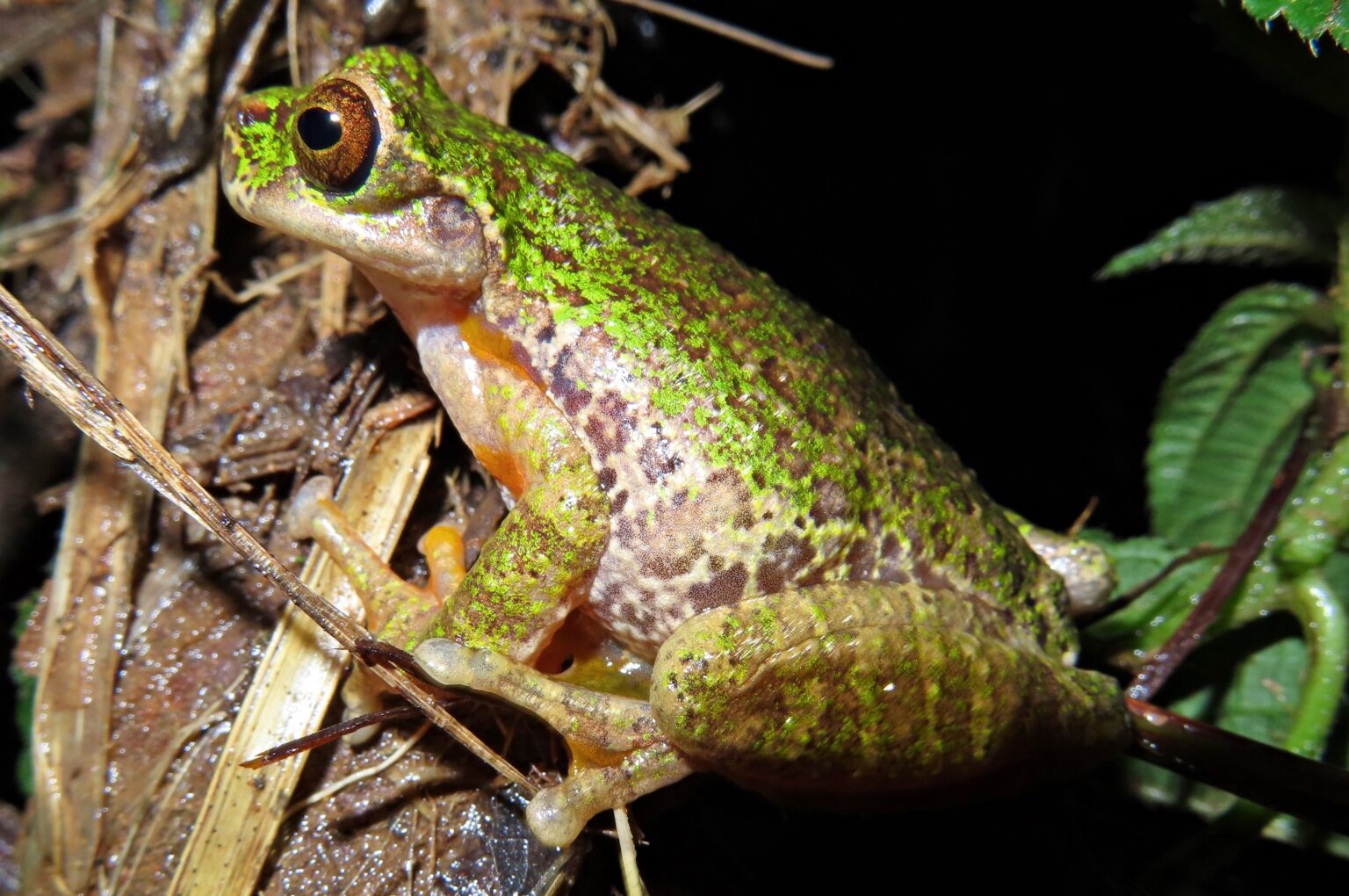 RANA EN PELIGRO DE EXTINCIÓN REAPARECE EN LOS SANTOS